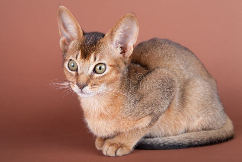 An Little Abyssinian Ruddy Cat, Kitty Stock Image - Image of ruddy ...
