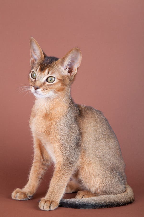 An Little Abyssinian Ruddy Cat, Kitty Stock Image - Image of background ...