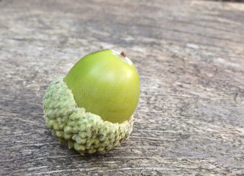 Little Acorn stock image. Image of close, acorn, definition - 43802873