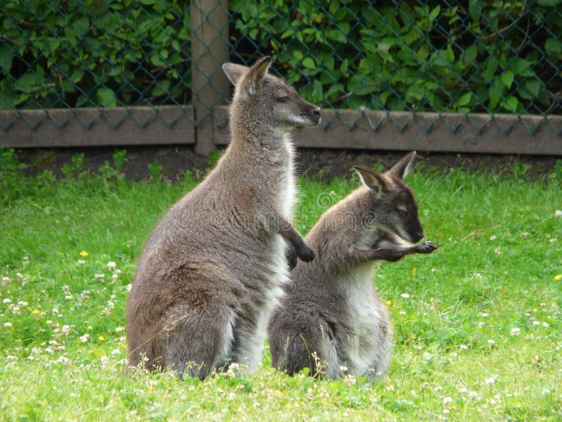 Wallabies stock photo. Image of care, mother, marsupial - 37096660