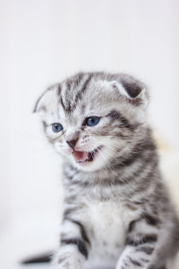 Little Adorable Kitten Meowing Stock Image - Image of call, playful ...