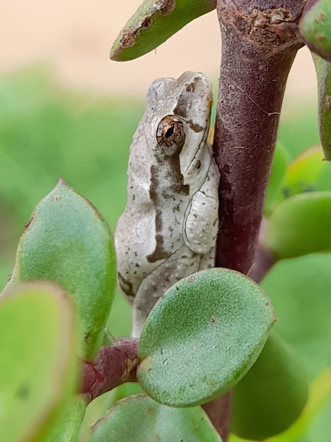 Little African Marble Reed Frog Stock Image - Image of yellow, white ...