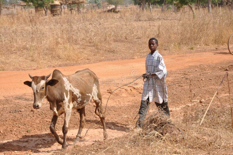 Little african shepherd editorial photo. Image of world - 56456326