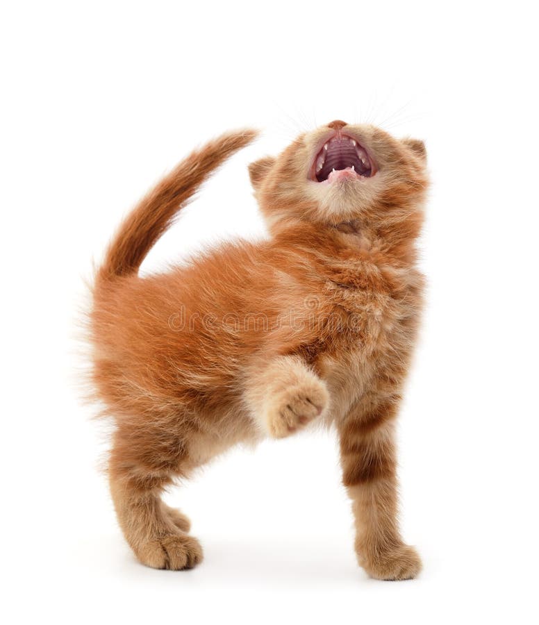 Aggressive kitten stock photo. Image of kitten, animal - 7168894