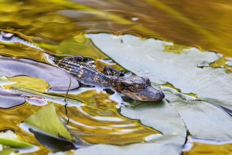 Little Alligator stock photo. Image of humans, blooded - 12306898