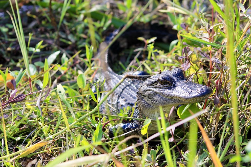 Little alligator in sun stock image. Image of relaxing - 152375753