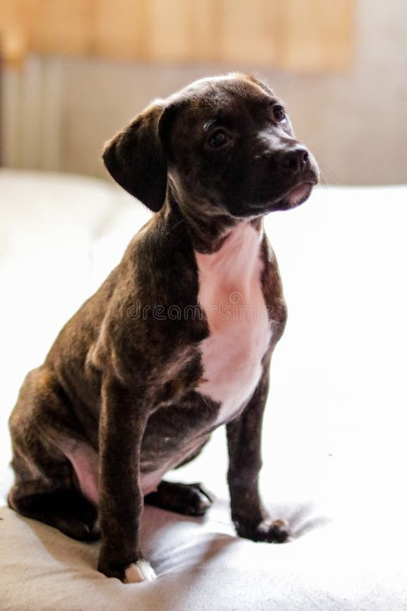 Dog stock image. Image of mammal, terrier, animal, amstaff - 188091215