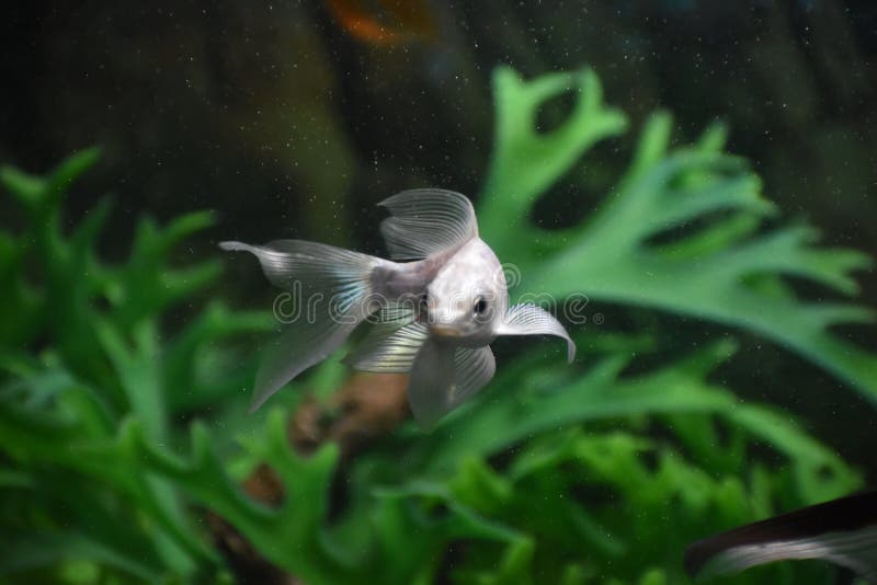 Little angle says hello stock photo. Image of fish, flower - 191644492