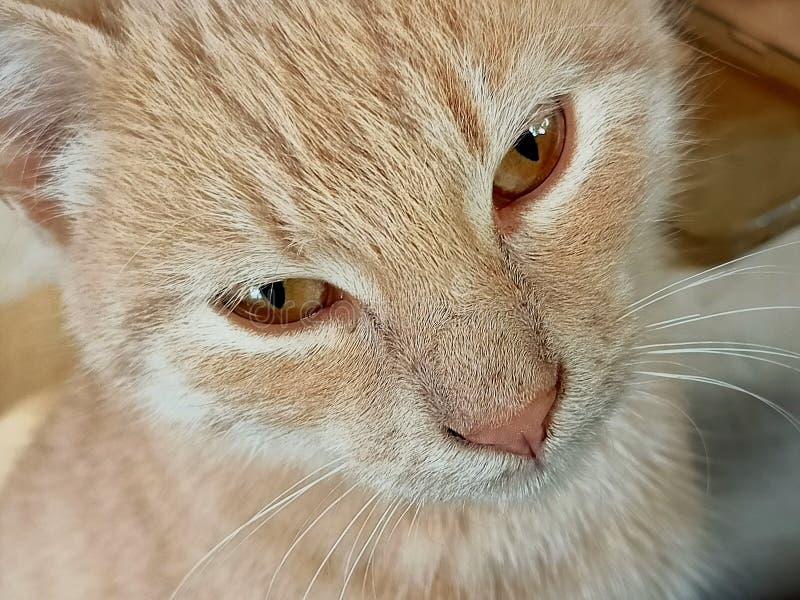 A little angry kitten stock photo. Image of animal, nose - 231487950