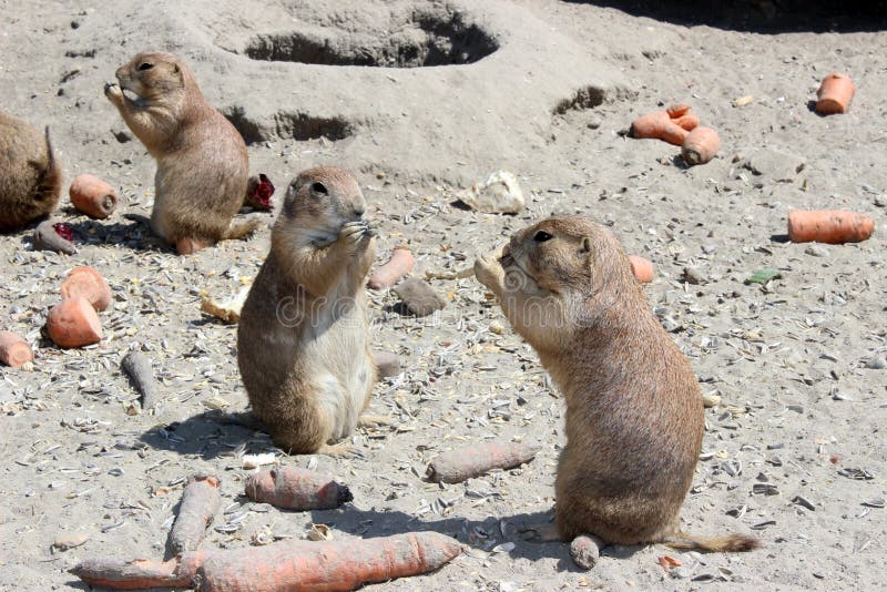 Little animal stock photo. Image of vrown, caprice, carrot - 54000330