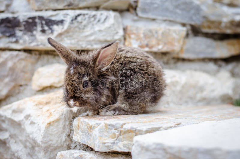 Little animal rabbit stock image. Image of outdoor, beautiful - 62241545