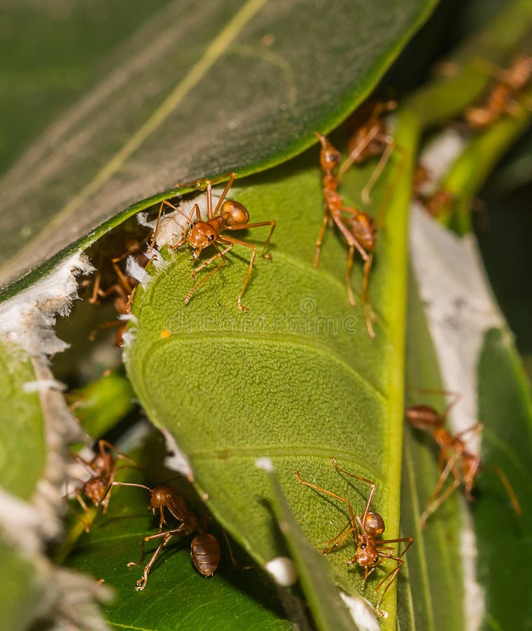 Little ant stock image. Image of animal, macro, group - 83357325