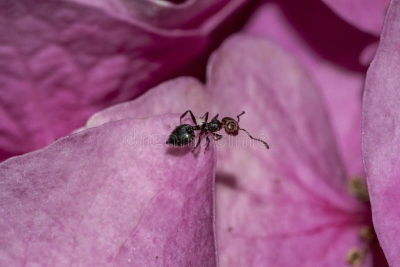 Little Ant Above a Pink Petal Stock Photo - Image of pink, color: 194994652
