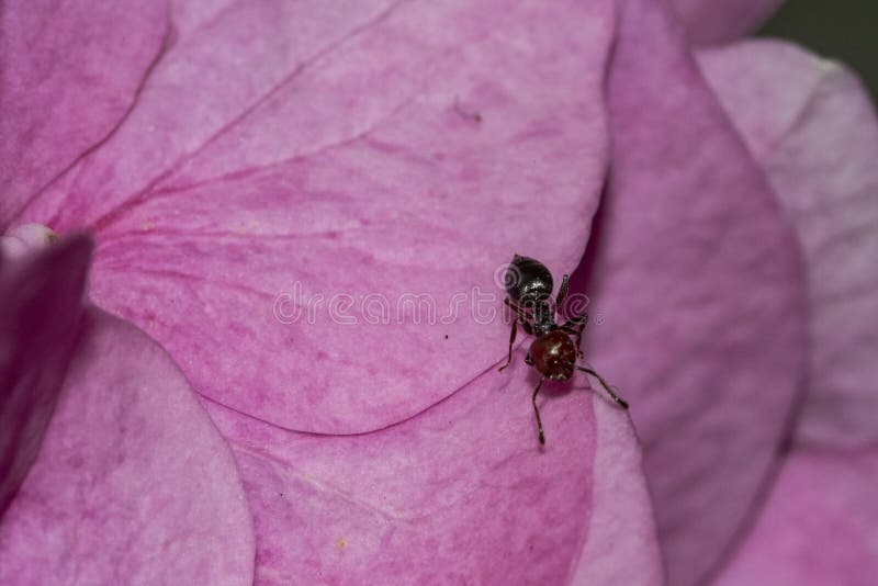 Little Ant Above a Pink Petal Stock Photo - Image of garden, background ...