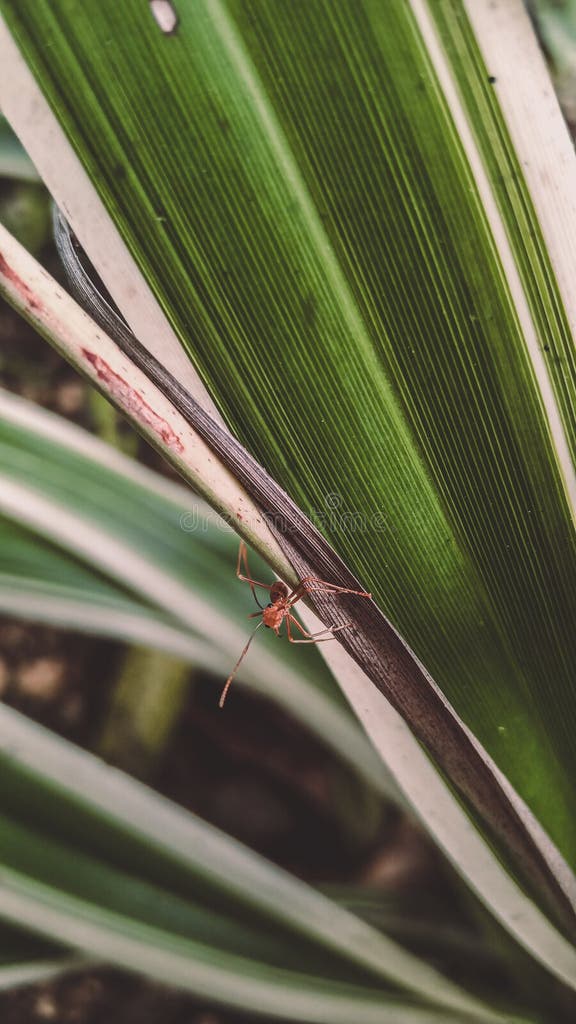 Little ant buddy, micro stock photo. Image of micro - 169548986
