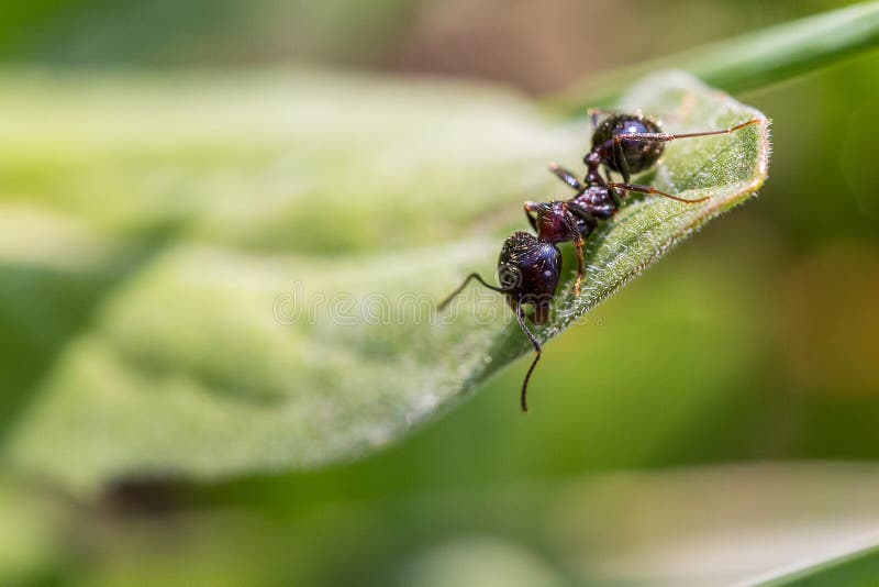 Little ant on a green leaf stock image. Image of cooperation - 180024365