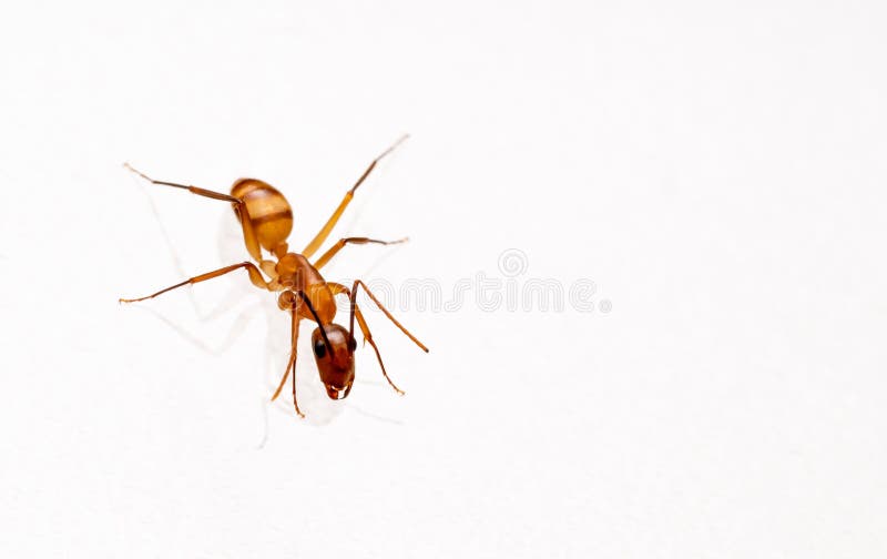 Little Ant Isolated in White Background Stock Photo - Image of isolated ...
