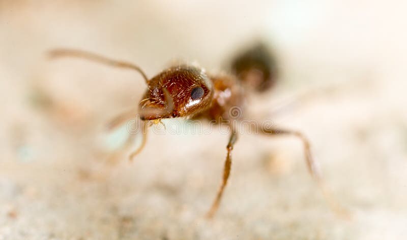 Little Ant in Nature. Super Macro Stock Image - Image of worker, nature ...