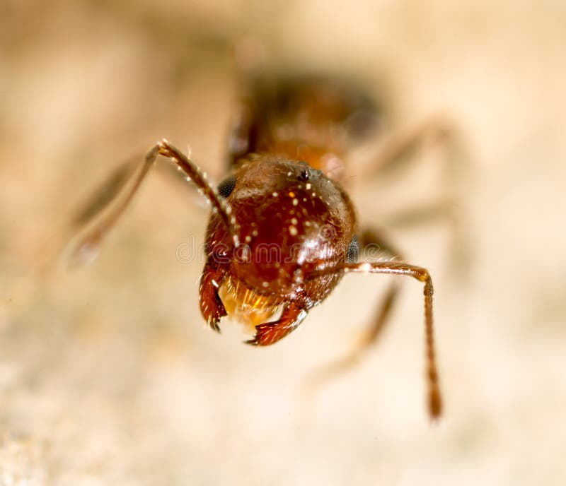 Little Ant in Nature. Super Macro Stock Image - Image of wild, macro ...