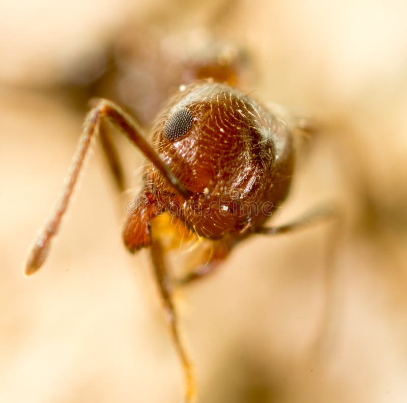Little Ant in Nature. Super Macro Stock Photo - Image of wildlife ...
