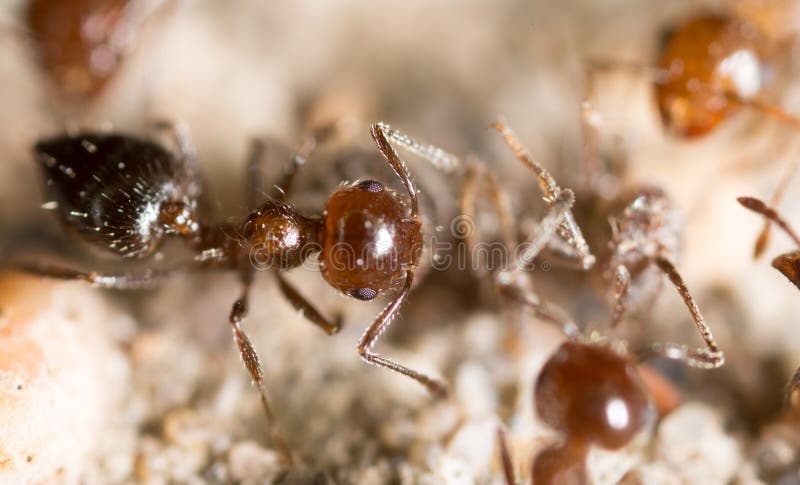 Little Ant in Nature. Super Macro Stock Image - Image of concept ...