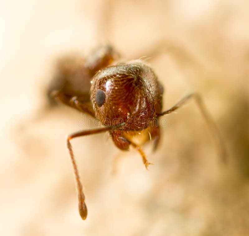Little Ant in Nature. Super Macro Stock Photo - Image of black, antenna ...