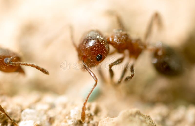 Little Ant in Nature. Super Macro Stock Photo - Image of fauna ...