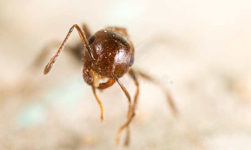 Little Ant in Nature. Super Macro Stock Photo - Image of group ...