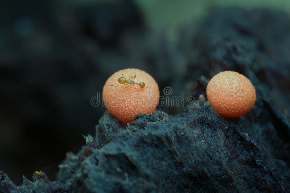 Little Ant on the Wolf S Milk Amoeba Stock Photo - Image of animals ...