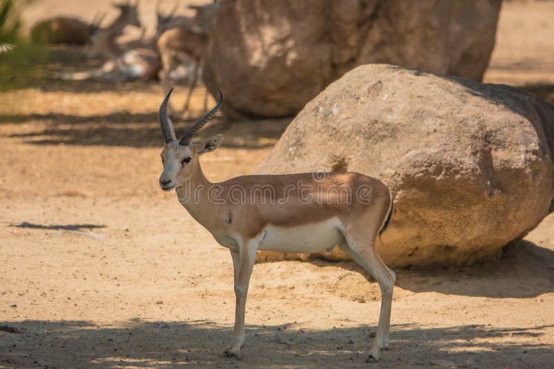 Little Antelope in an Open Field Stock Photo - Image of antilope ...