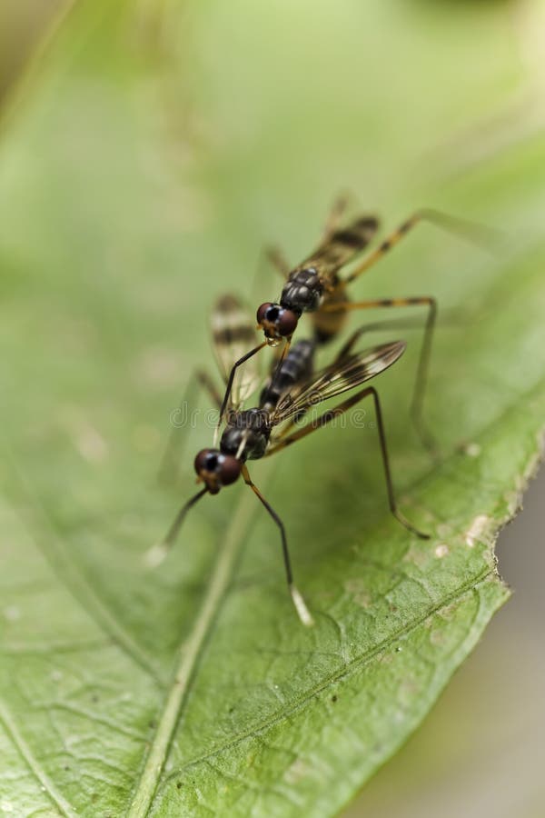 Little ants stock image. Image of flower, detail, leaf - 34692553