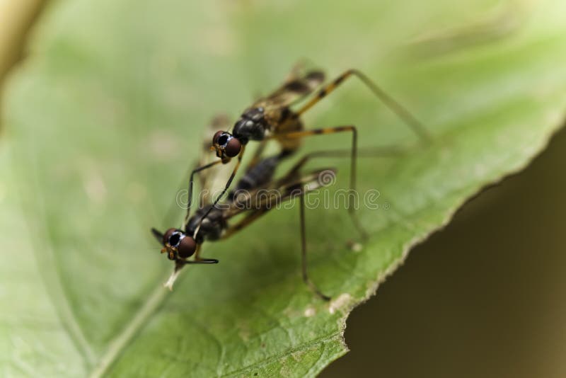Little ants stock photo. Image of blossom, garden, season - 34692590