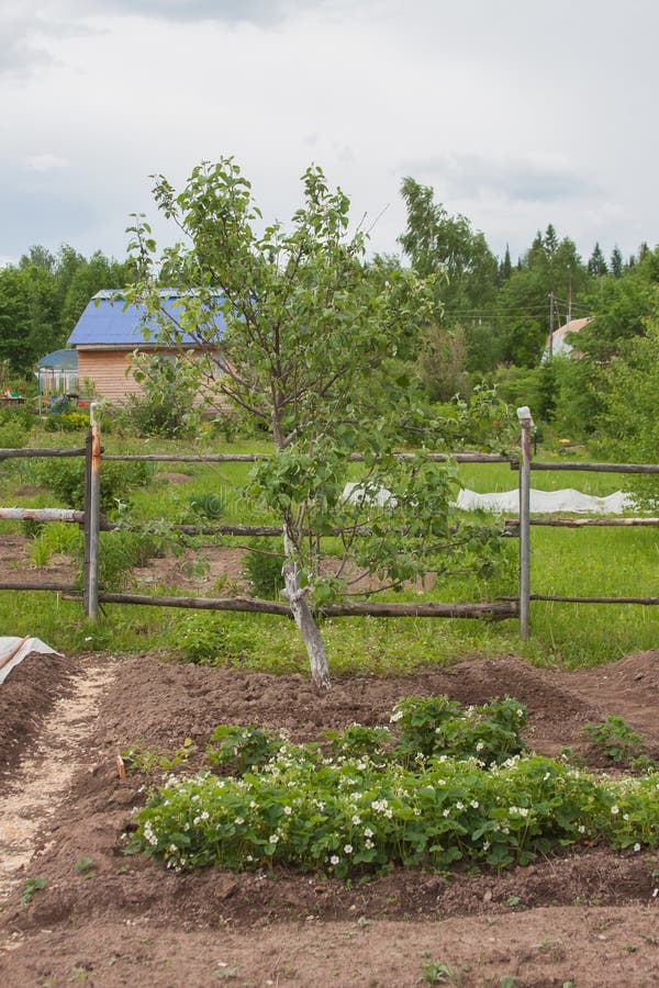 A little apple-tree grows stock image. Image of beautiful - 58929507