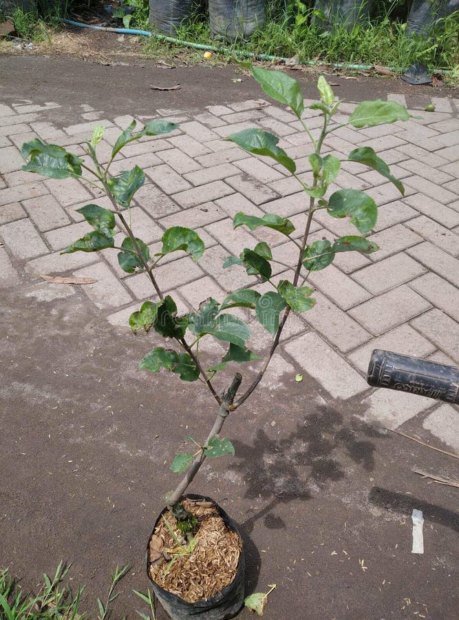 A little Apple tree stock image. Image of shrub, garden - 264336097