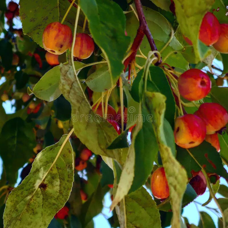 Little apple tree stock image. Image of apple, nature - 159615845