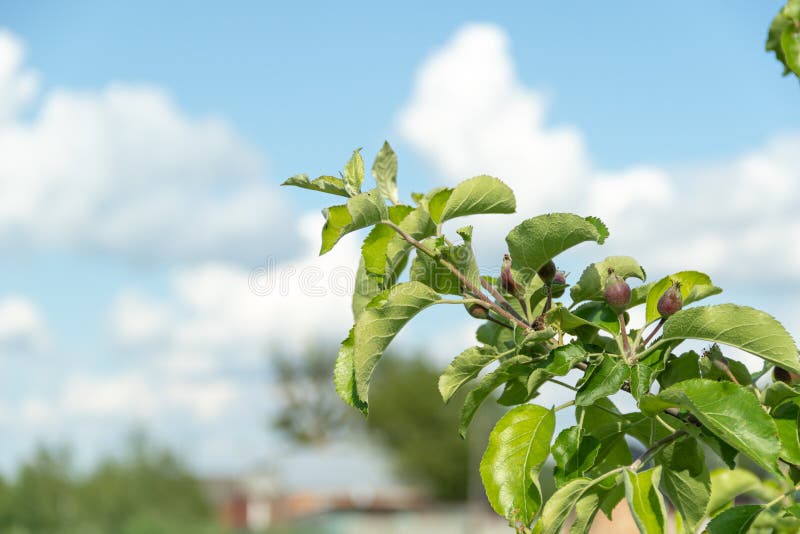 Little Apples on Tree in the Organic Farm Garden Stock Image - Image of ...