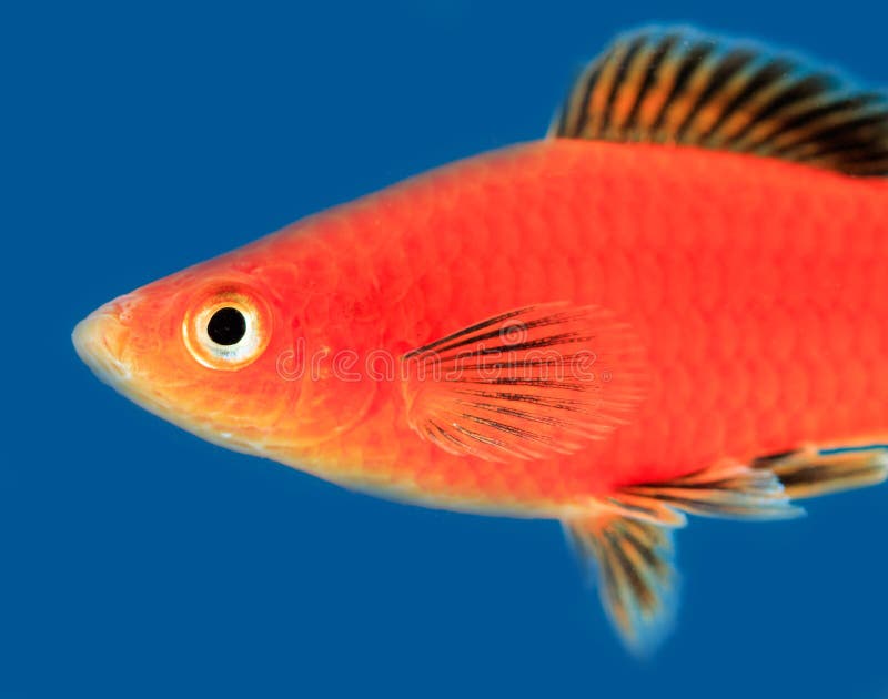 Little boy in the aquarium stock image. Image of finger - 49943105
