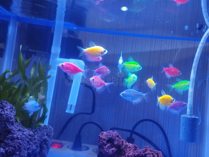 Little Aquarium Fish Full Colors Stock Photo - Image of colors, fish ...