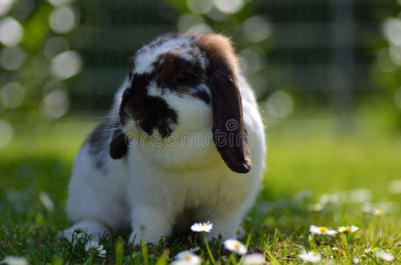Little Aries Rabbit in Grass Stock Image - Image of cute, little: 56850949