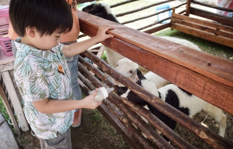 Little Boy Feeding Sheep in Farm Stock Image - Image of asia, hand ... Little Boy Feeding Sheep in Farm Stock Image - Image of asia, hand ...