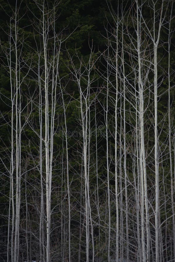 Little aspen trees stock photo. Image of county, peaceful - 177181922