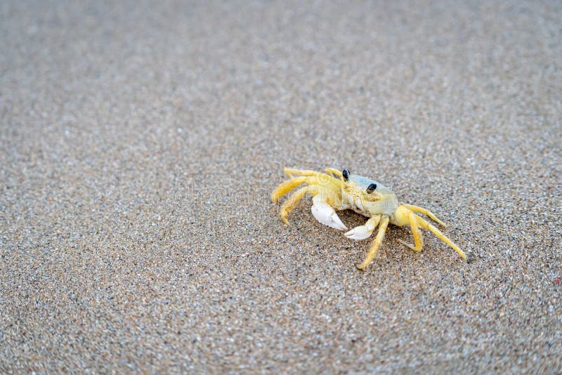 Little Atlantic Ghost Crab (Ocypode Quadrata) Isolated on the Gray Sand ...