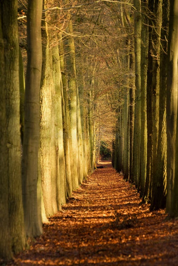 Little autumn lane stock photo. Image of tree, corridor - 7386180