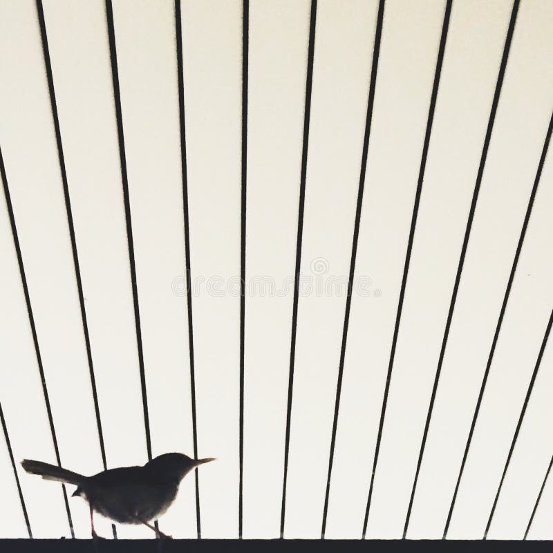 Little Bird stock photo. Image of line, lonely, little - 56990658