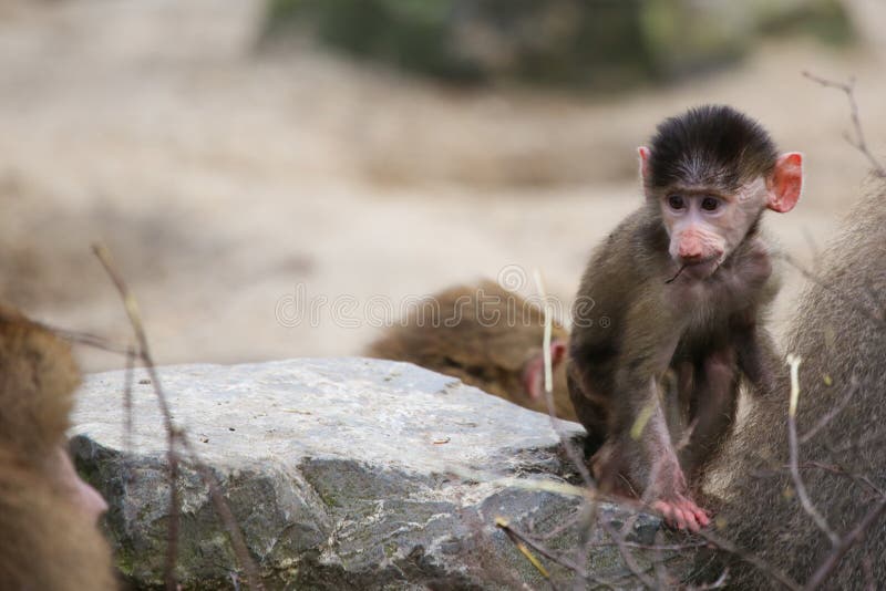 Little baboon stock image. Image of hair, grey, dominant - 29278243