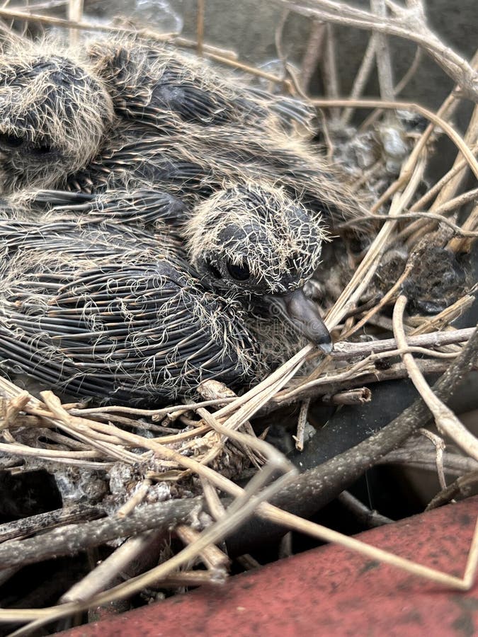Little Baby Bird are Sleeping in the Nest Stock Image - Image of nature ...