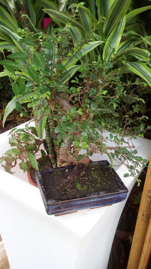 A Little Baby Bonsai Tree Lovely Stock Photo - Image of baby, bonsai ...