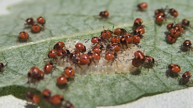 Little Baby Bugs Just Hatched from Eggs Stock Video - Video of baby ...