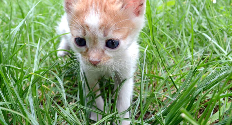 Little baby cat stock photo. Image of looking, adorable - 55976080