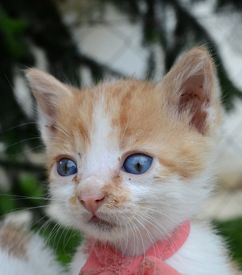 Little baby cat stock image. Image of looking, happy - 55976425